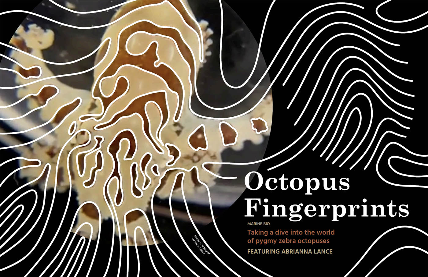 Octopus fingerprints: Taking a dive into the world of pygmy zebra ...