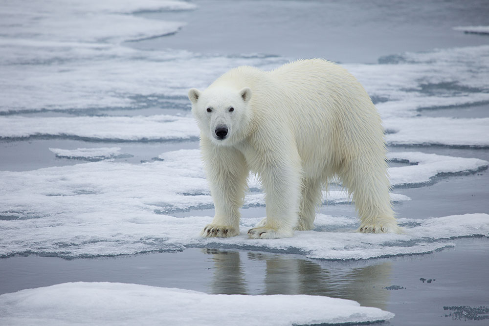 Environmental Studies | Alaska Pacific University